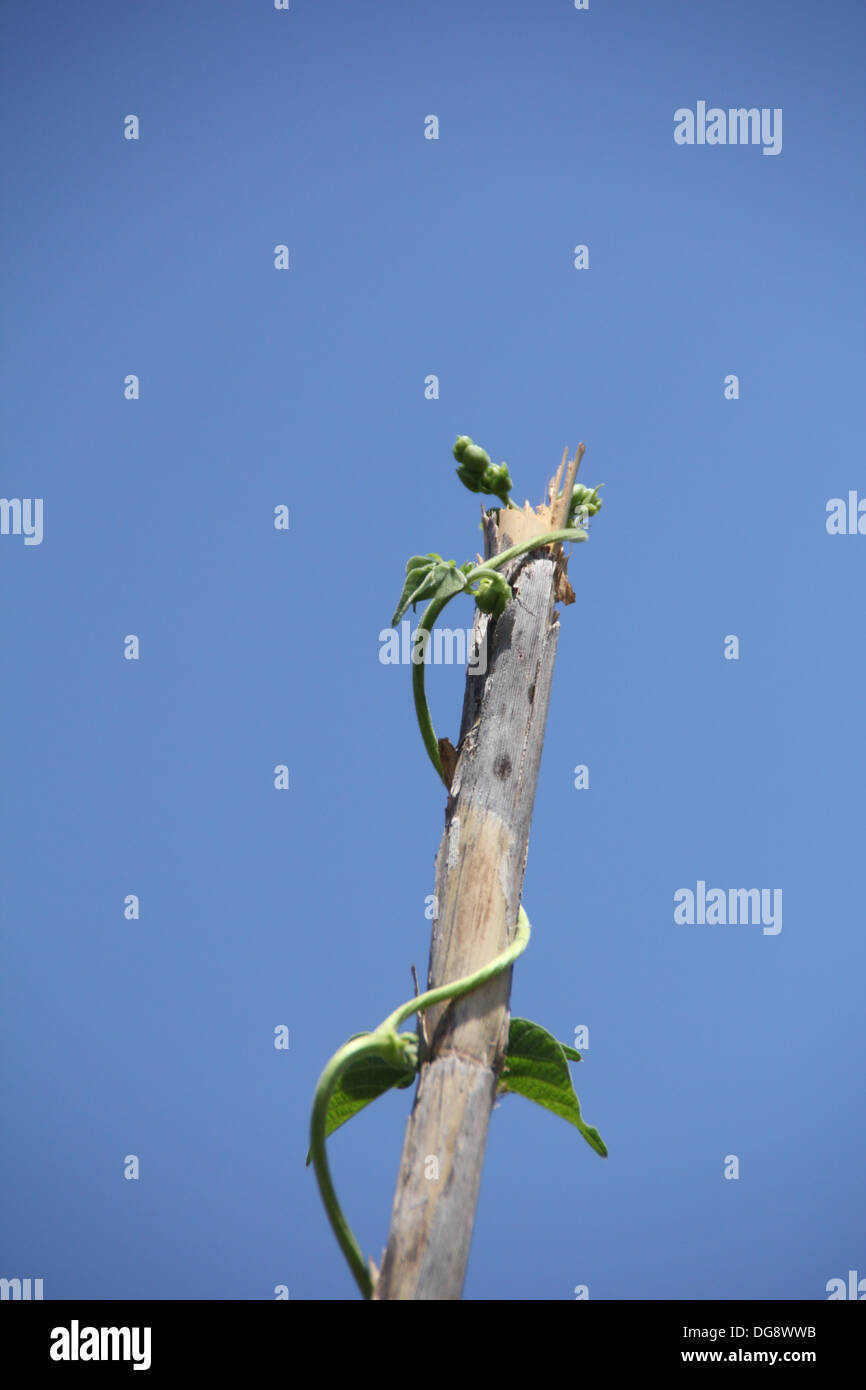 Bean stalk hi-res stock photography and images - Alamy