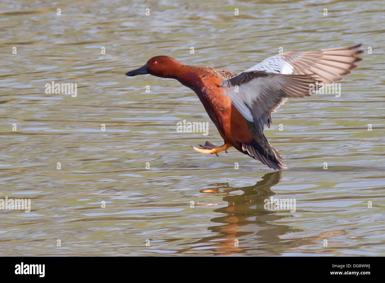 Cinnamon Teal Duck male landing.(Anas cyanoptera).San Joaquin Reserve ...
