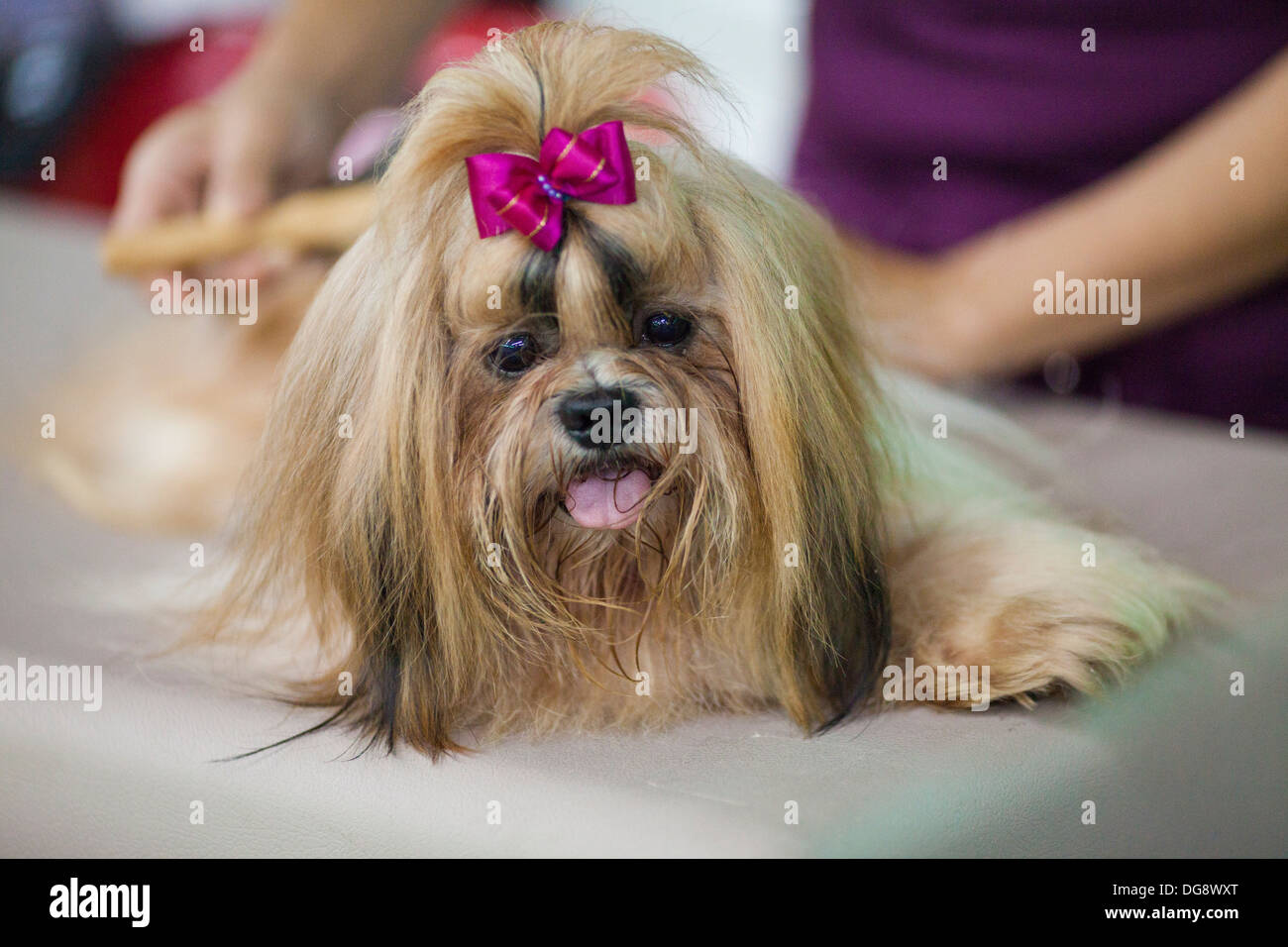 Shizu hi-res stock photography and images - Alamy