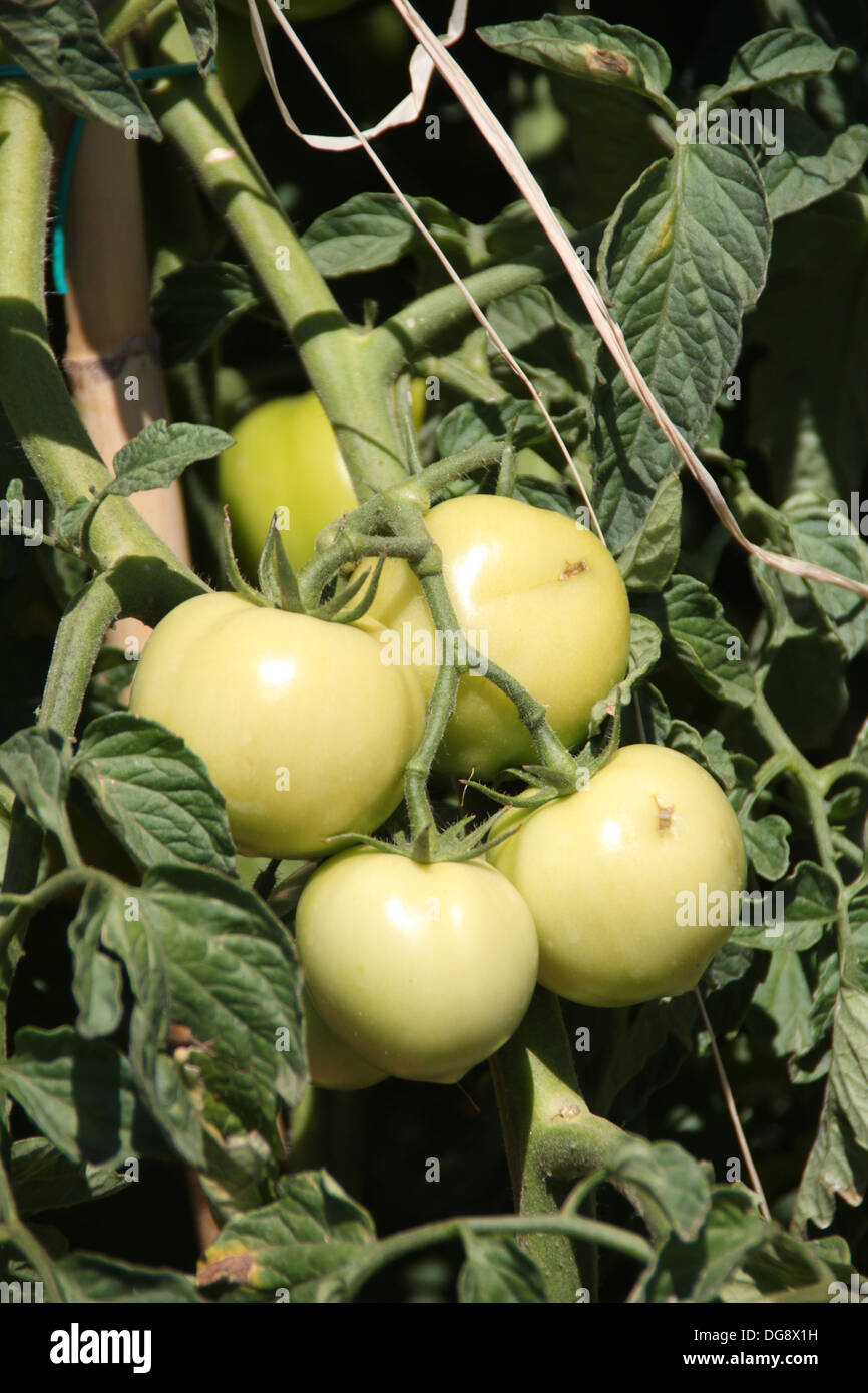 tomato plant growing in garden in italy Stock Photo - Alamy