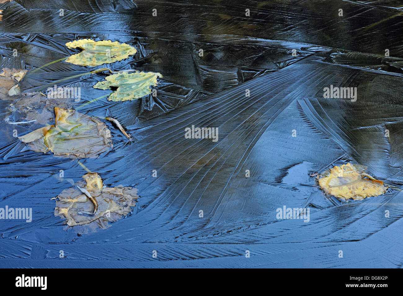 Isa Lake on the Continental Divide with late summer lily pads trapped ...