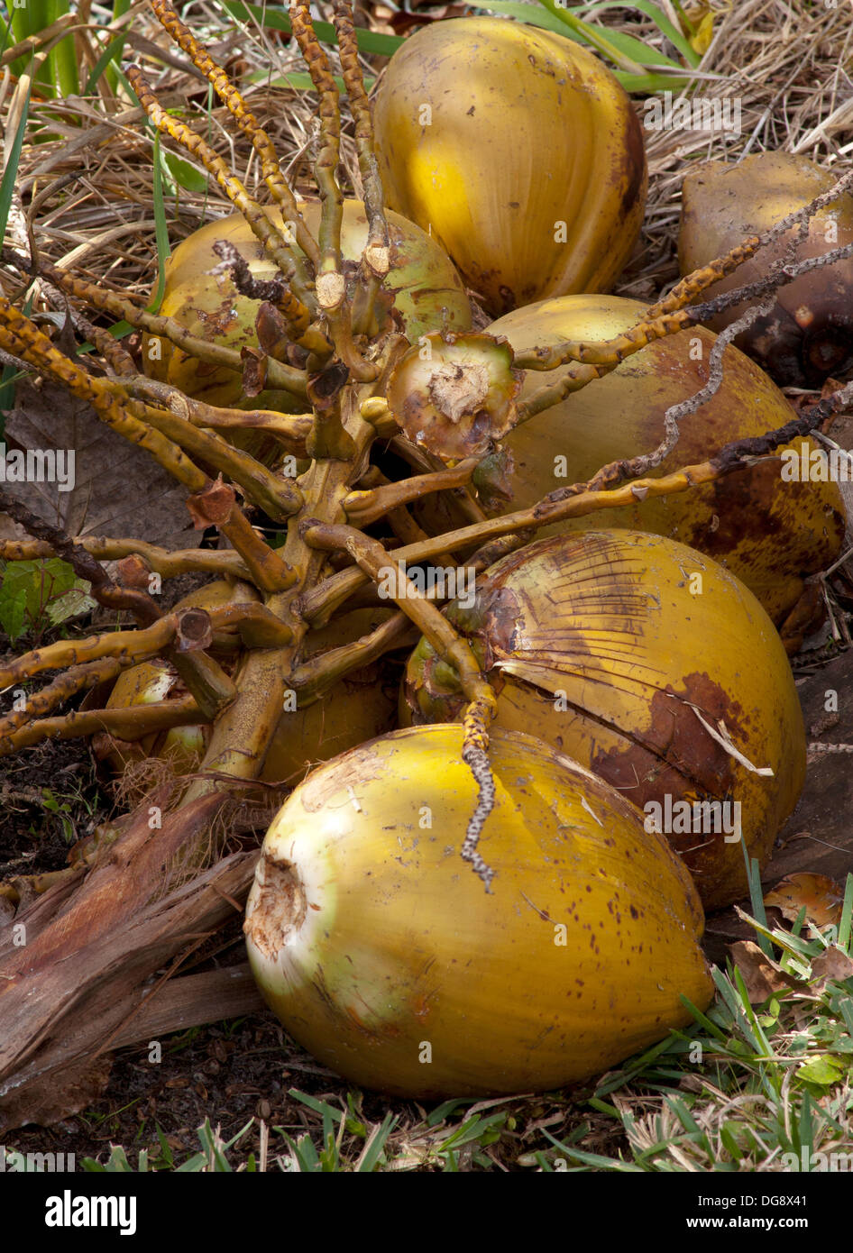Fallen Coconuts High Resolution Stock Photography and Images - Alamy