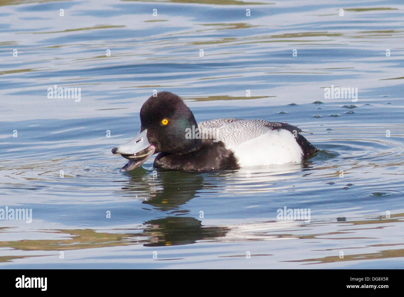 Duck mouth clam hi-res stock photography and images - Alamy