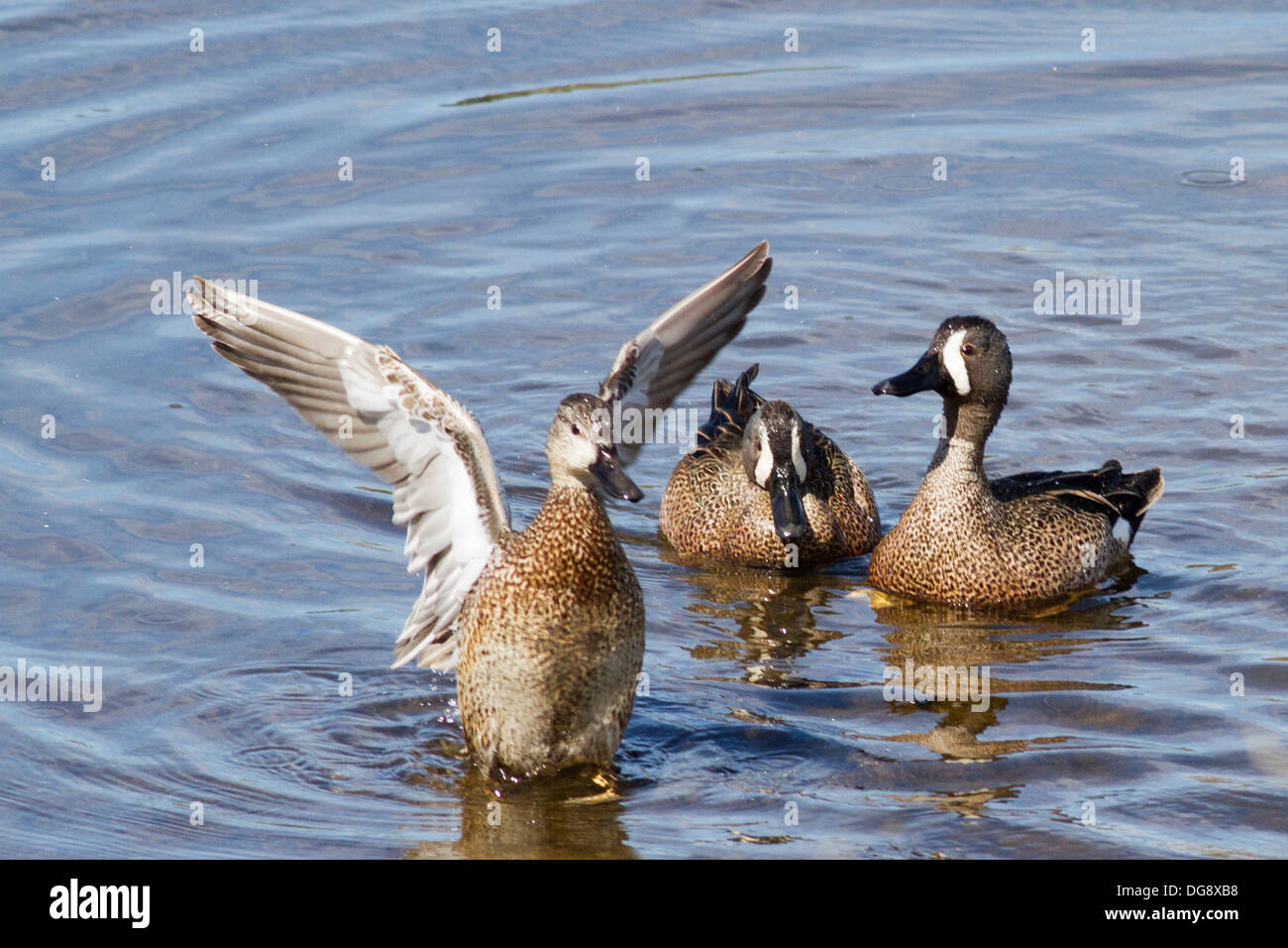 Blue-Winged Teal Ducks both male and female.(Anas discors).Bolsa Chica ...
