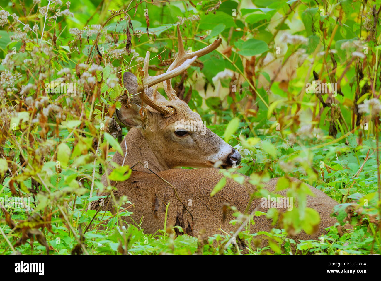 Whitetail Deer Buck bedded down in a thicket Stock Photo - Alamy