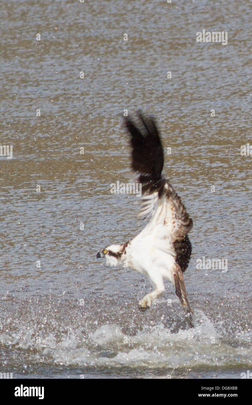 Animals water splash hi-res stock photography and images - Alamy