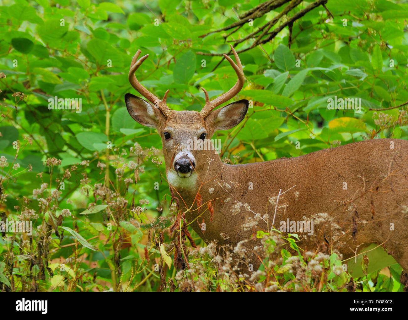 Whitetail Deer Buck standing in a thicket Stock Photo - Alamy
