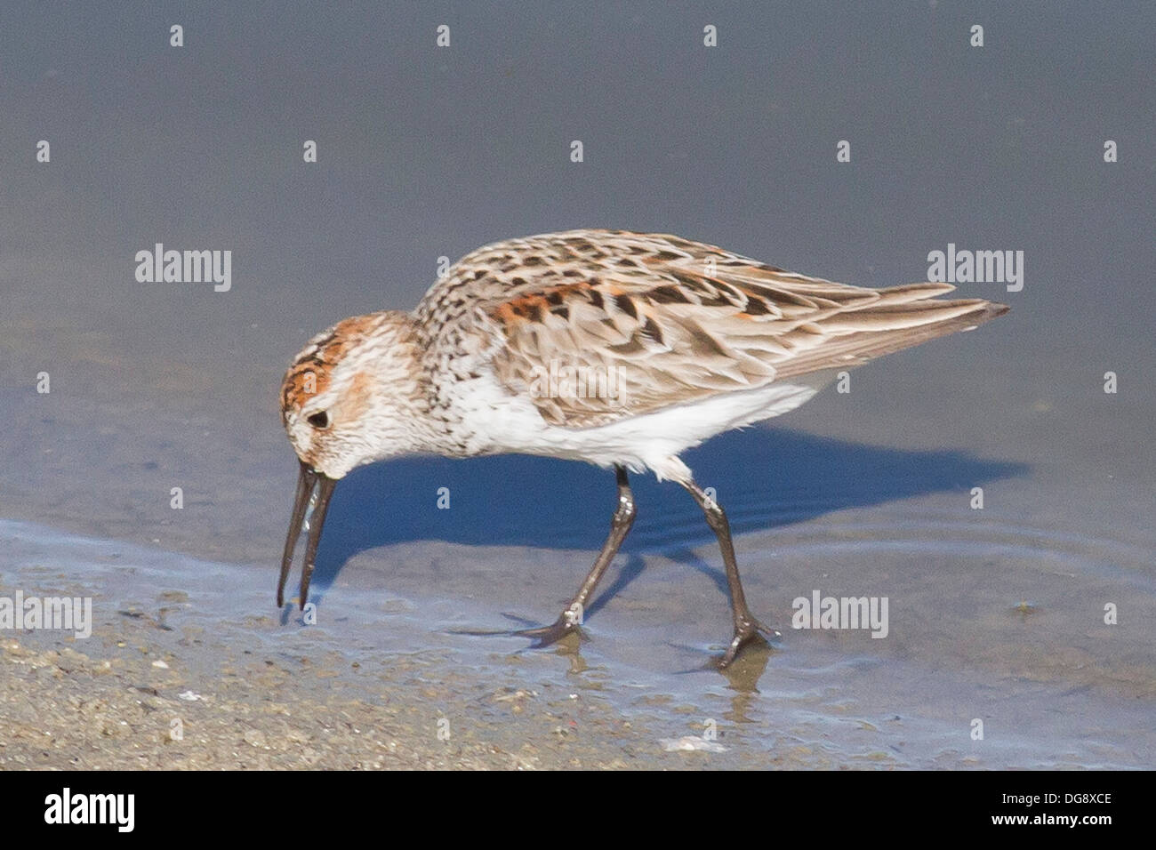 Western Sandpiper.(Calidris mauri).San Joaquin Reserve,California Stock ...