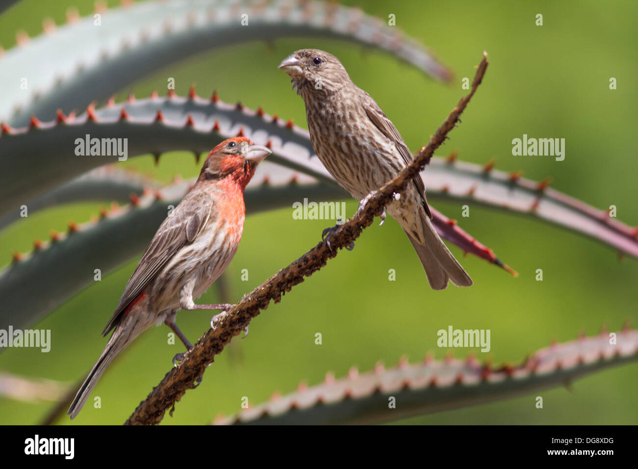 Male and female House Finchs.(Carpodacus mexicanus).Southern California ...
