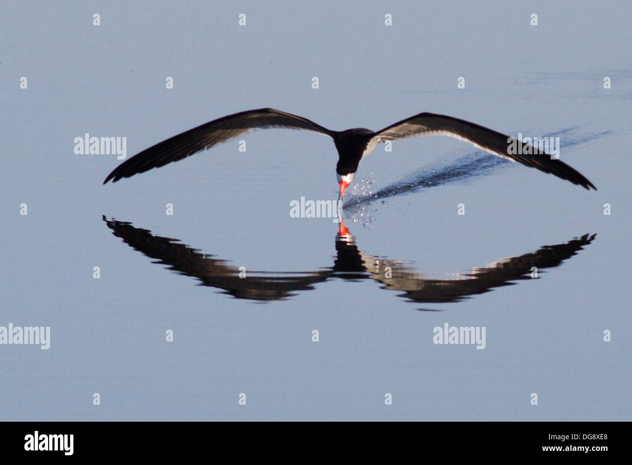 Skimmer water bird hi-res stock photography and images - Alamy