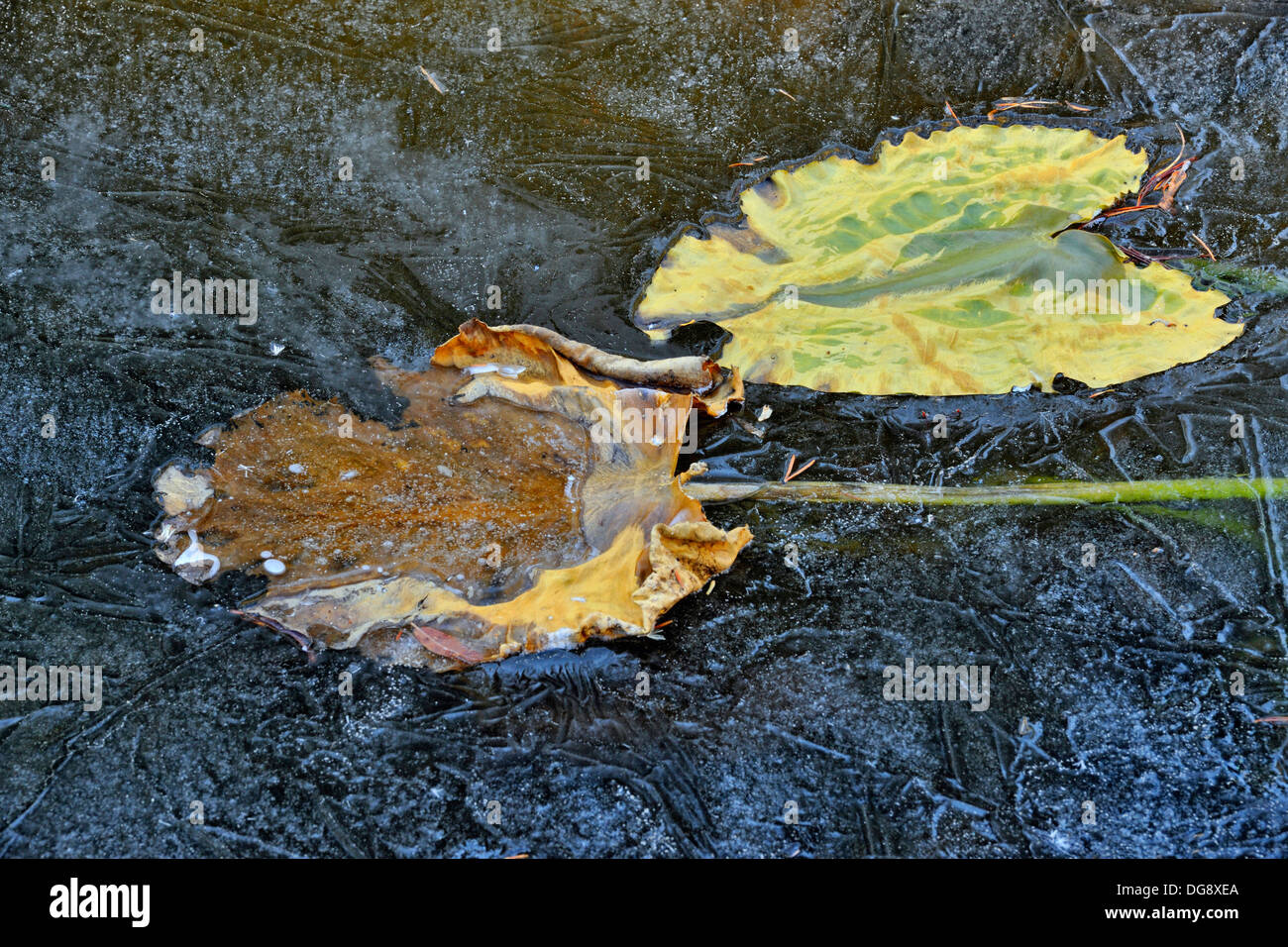 Isa Lake on the Continental Divide with late summer lily pads trapped ...