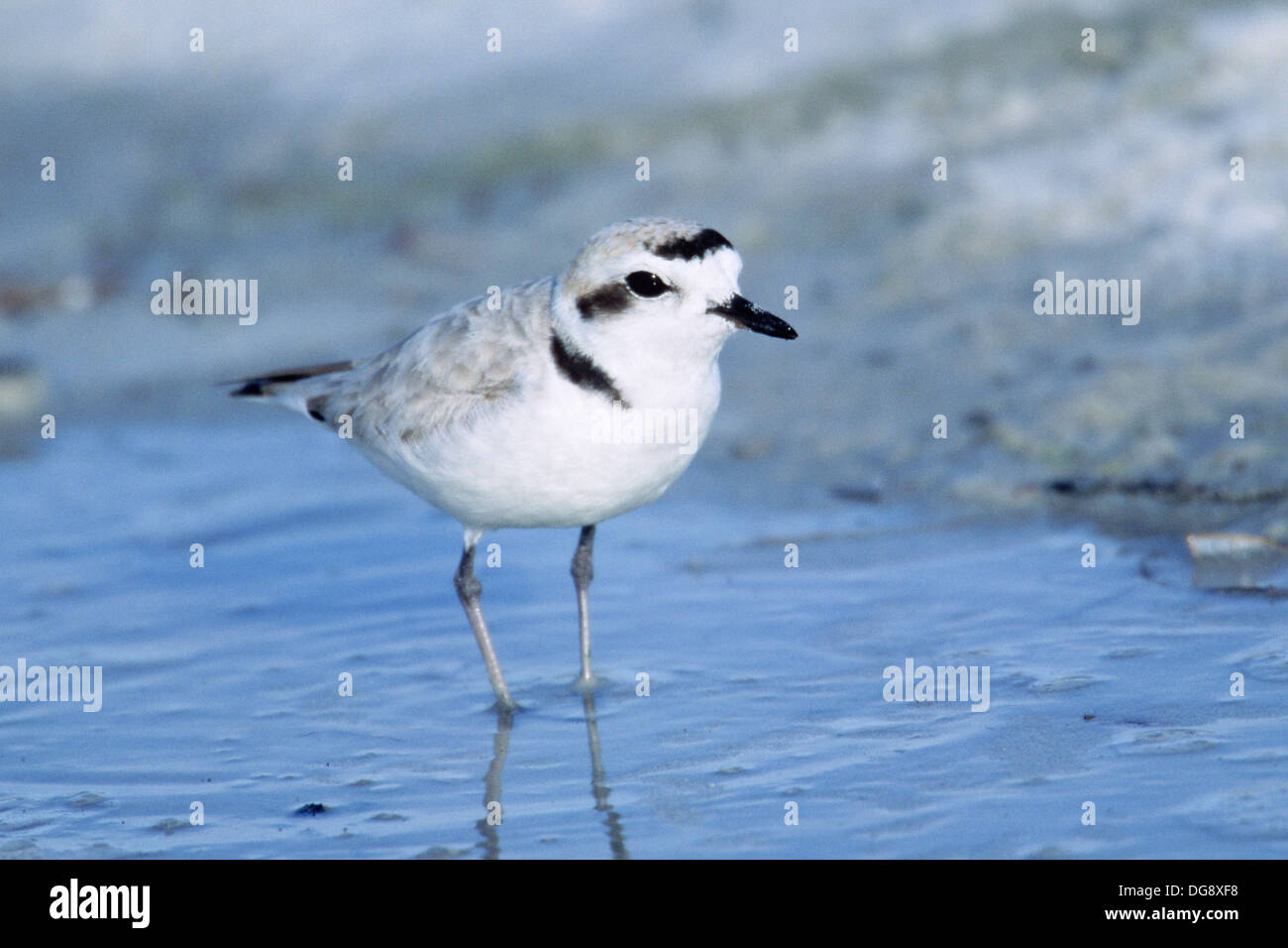 Snowy Plover.(Charadrius alexandrinus).Southern Florida Stock Photo - Alamy