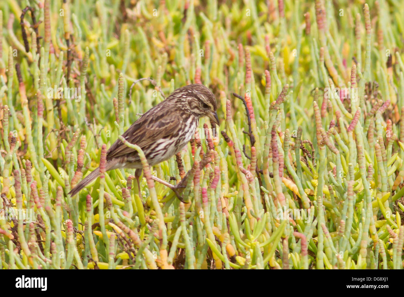 Pickleweed hi-res stock photography and images - Alamy