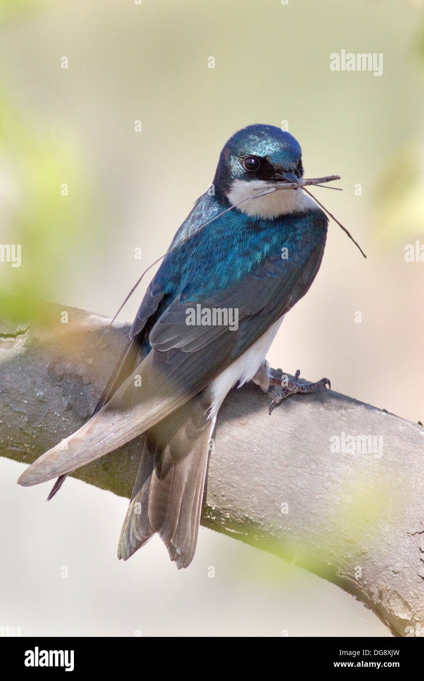 Insect in its bill hi-res stock photography and images - Alamy