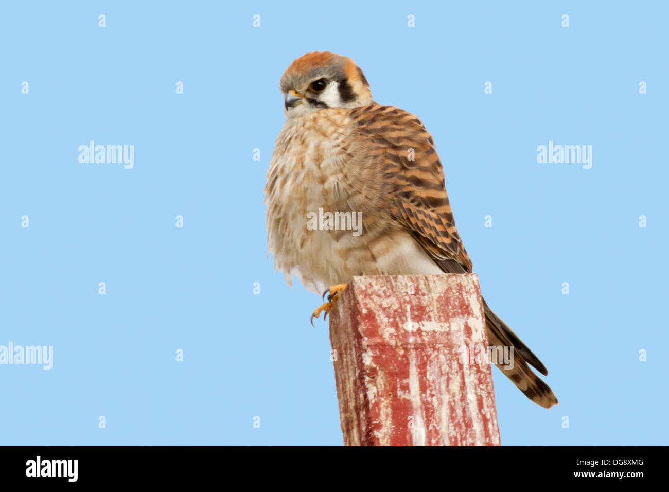 American Kestrel with feathers puffed out.(Falco sparverius).Los Cabos ...