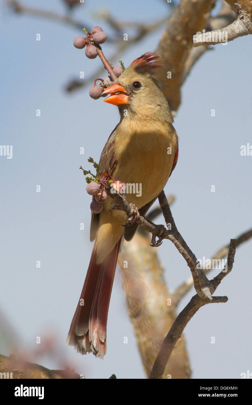 Northern Cardinal in tree with berries.(Cardinalis cardinalis).Los ...