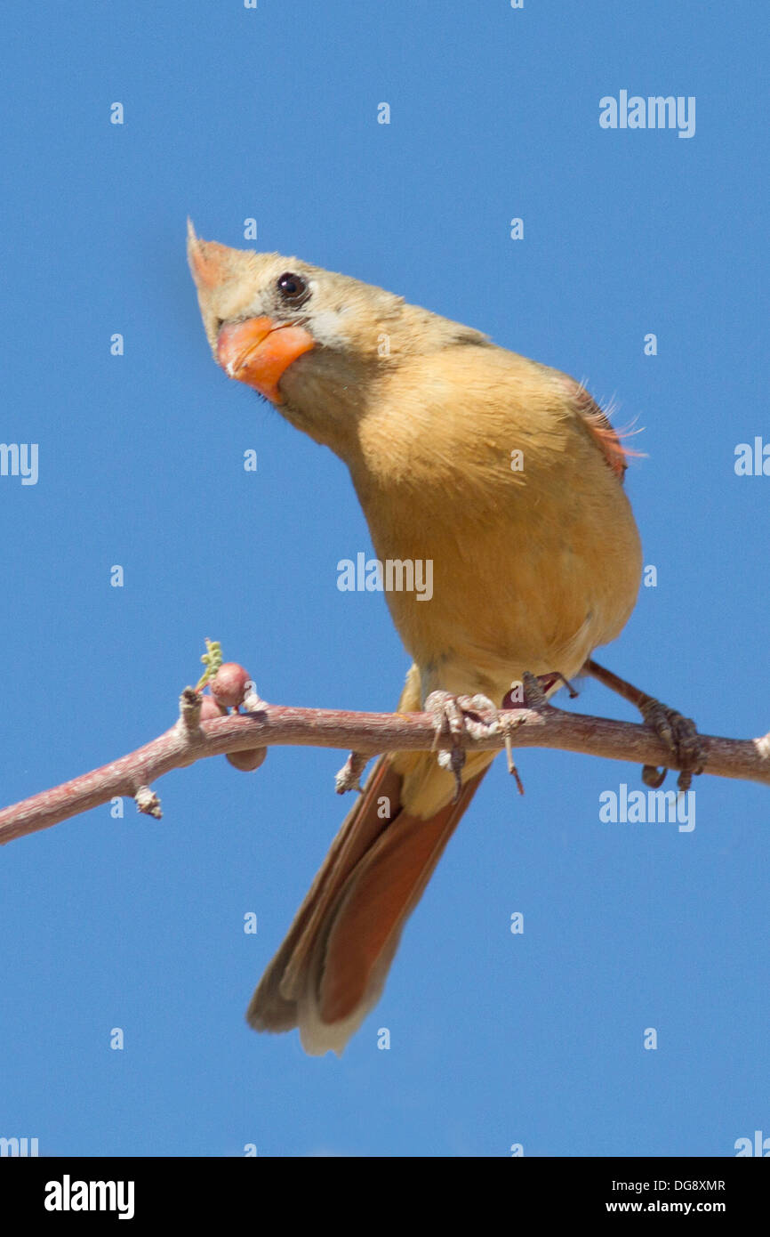 Northern Cardinal in tree with berries.(Cardinalis cardinalis).Los ...