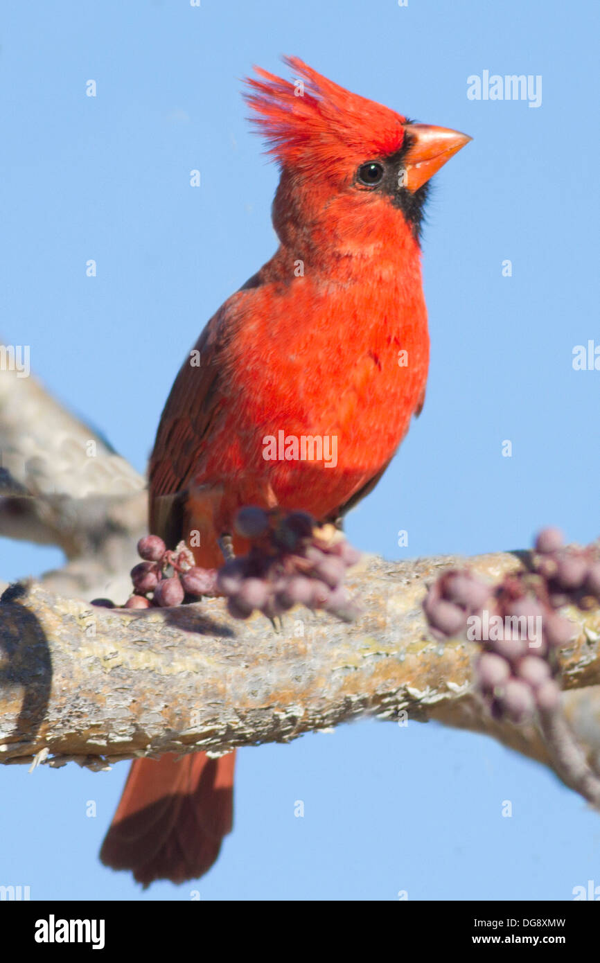 Cardinal Species High Resolution Stock Photography and Images - Alamy