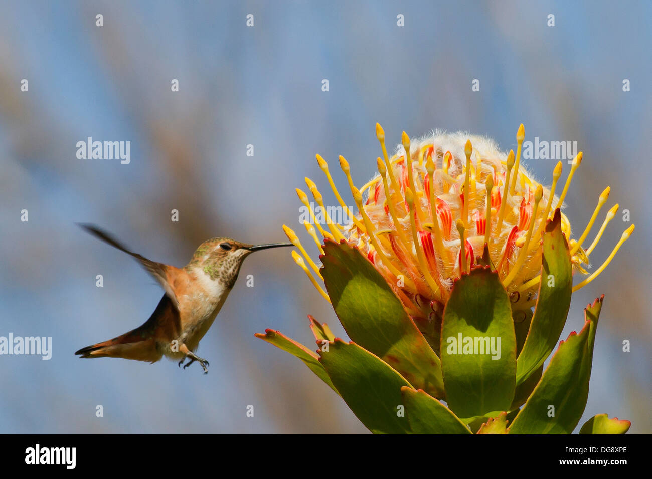 Protea species hi-res stock photography and images - Alamy