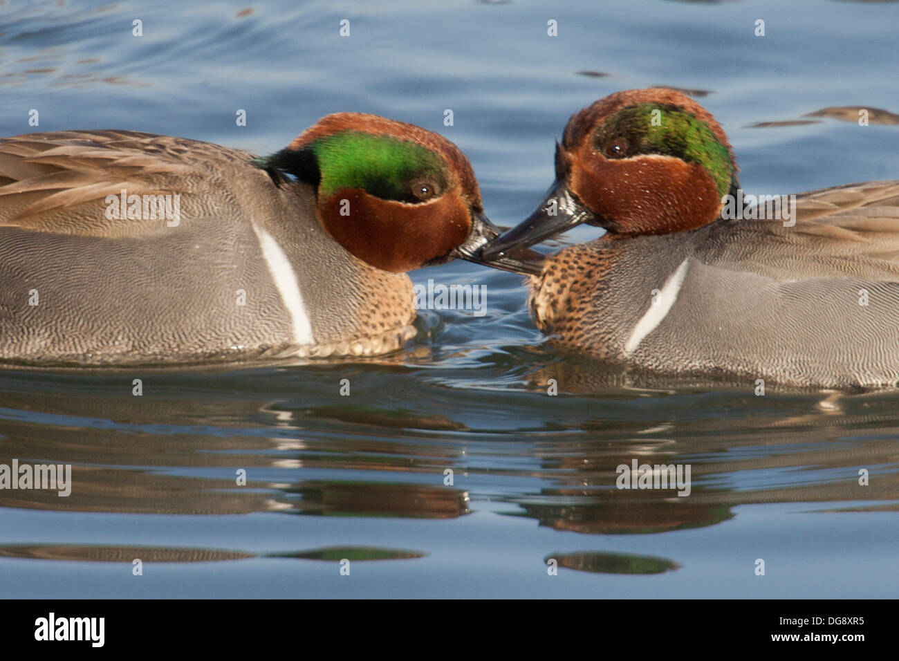 Green-Winged Teal Duck males fighting over a female.(Anas crecca).Back ...