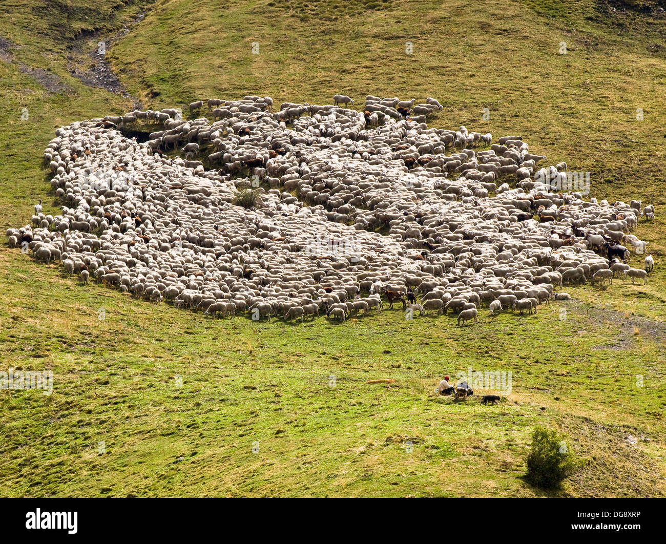 Shepherd and sheep in landscape hi-res stock photography and images - Alamy