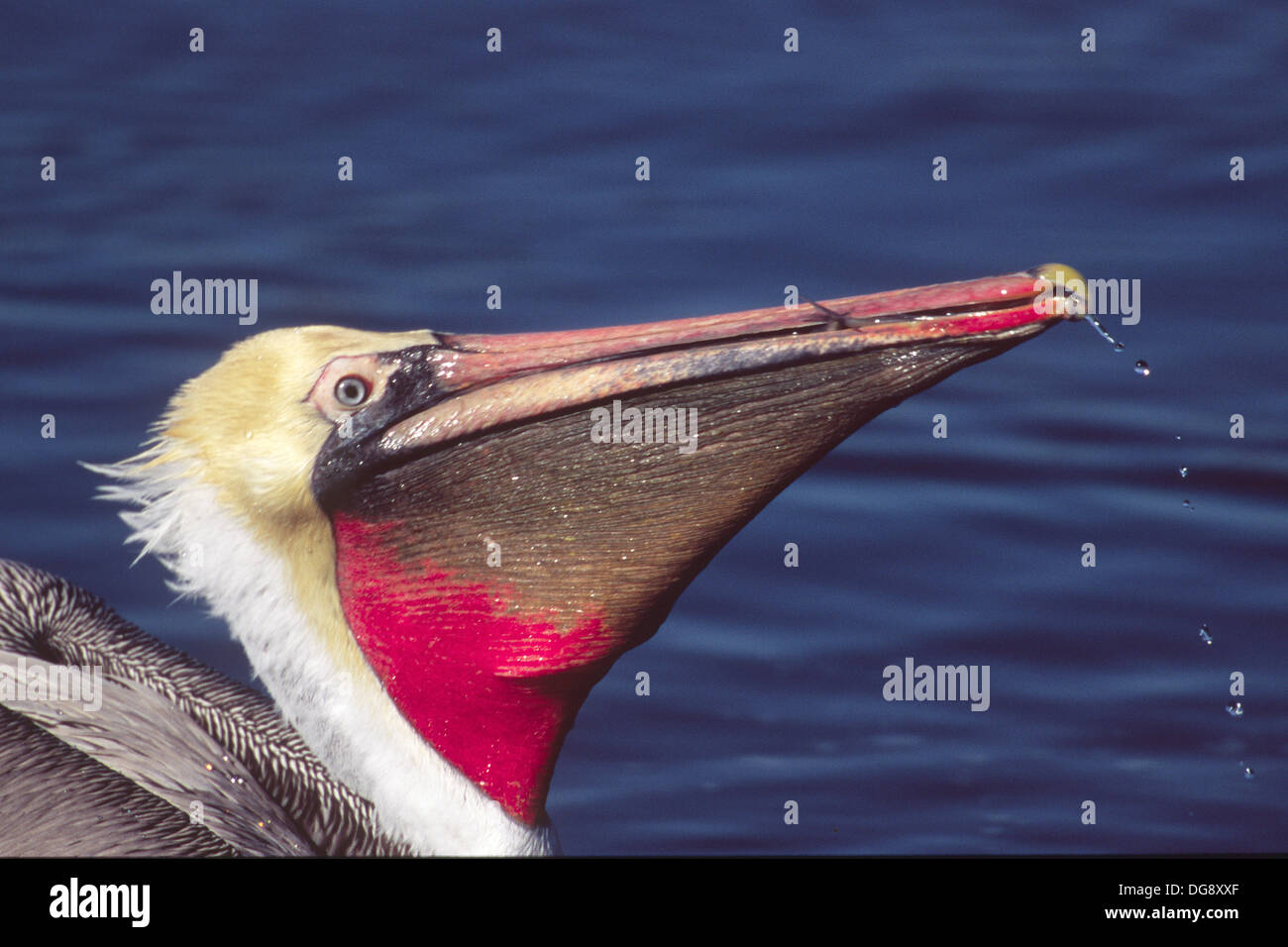 Pelican fish in pouch hi-res stock photography and images - Alamy