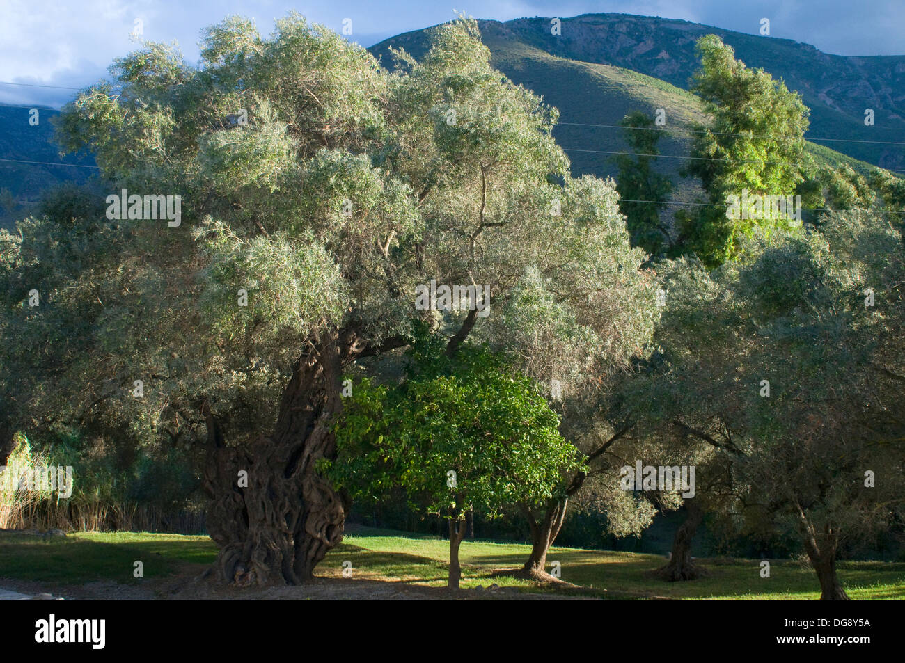 Gnarled olive tree hi-res stock photography and images - Alamy