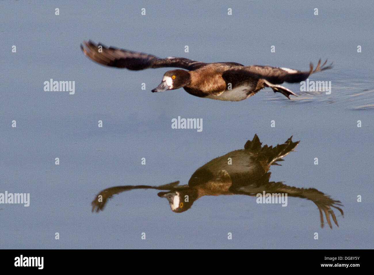 Lesser scaup female and reflection hi-res stock photography and images ...