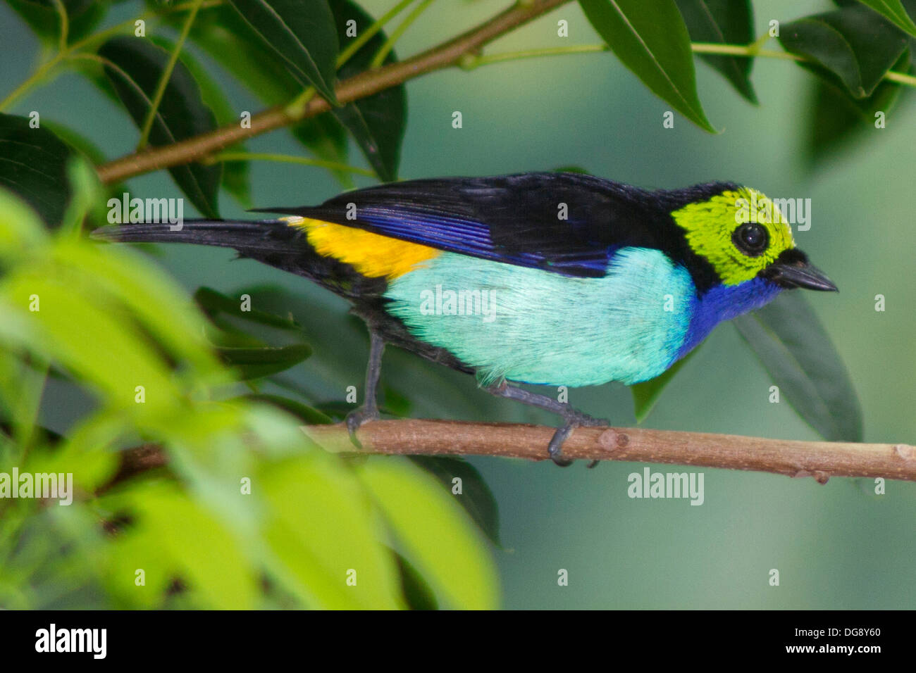 Paradise Tanager Stock Photos & Paradise Tanager Stock Images - Alamy