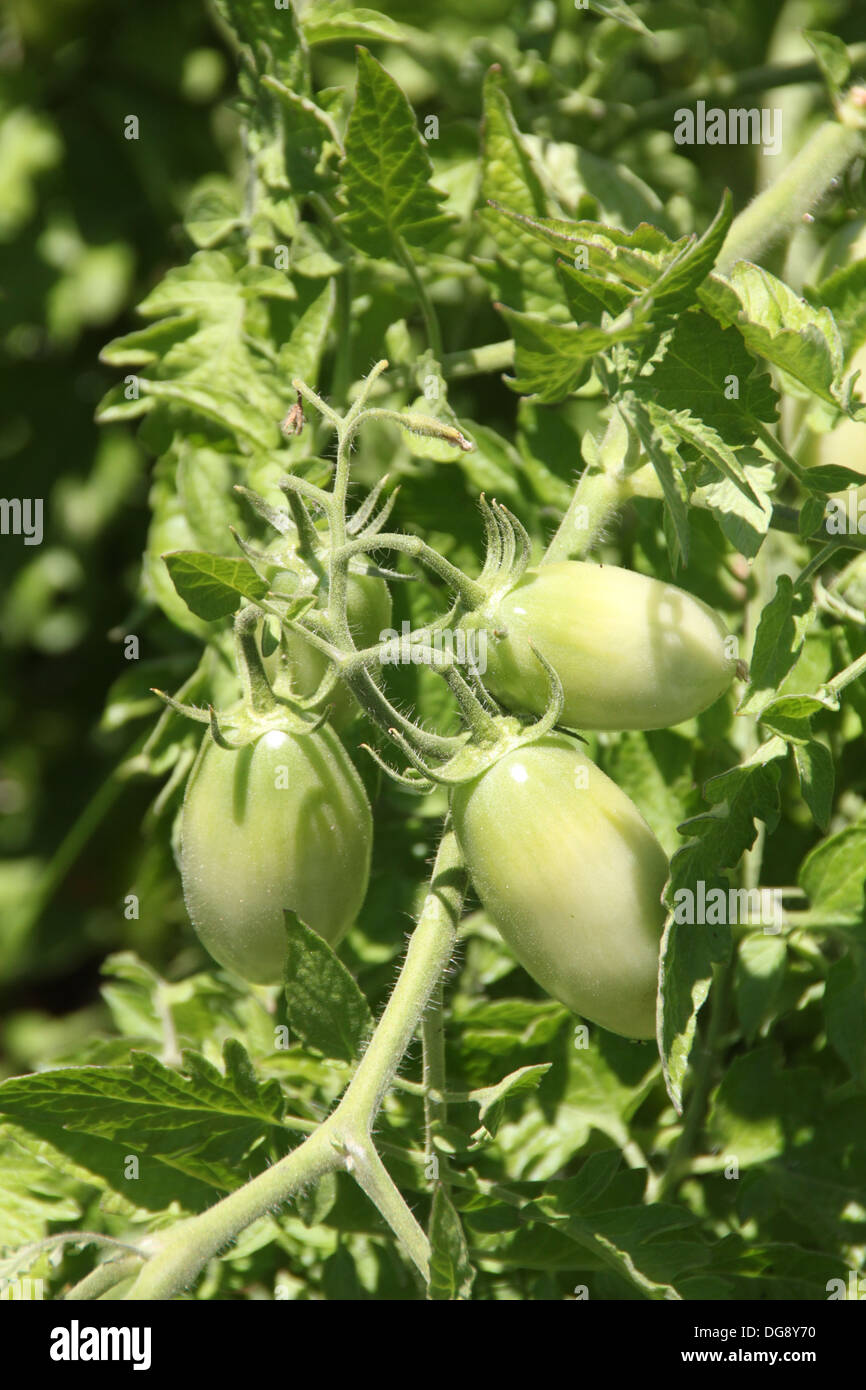 tomato plant growing in garden in italy Stock Photo - Alamy