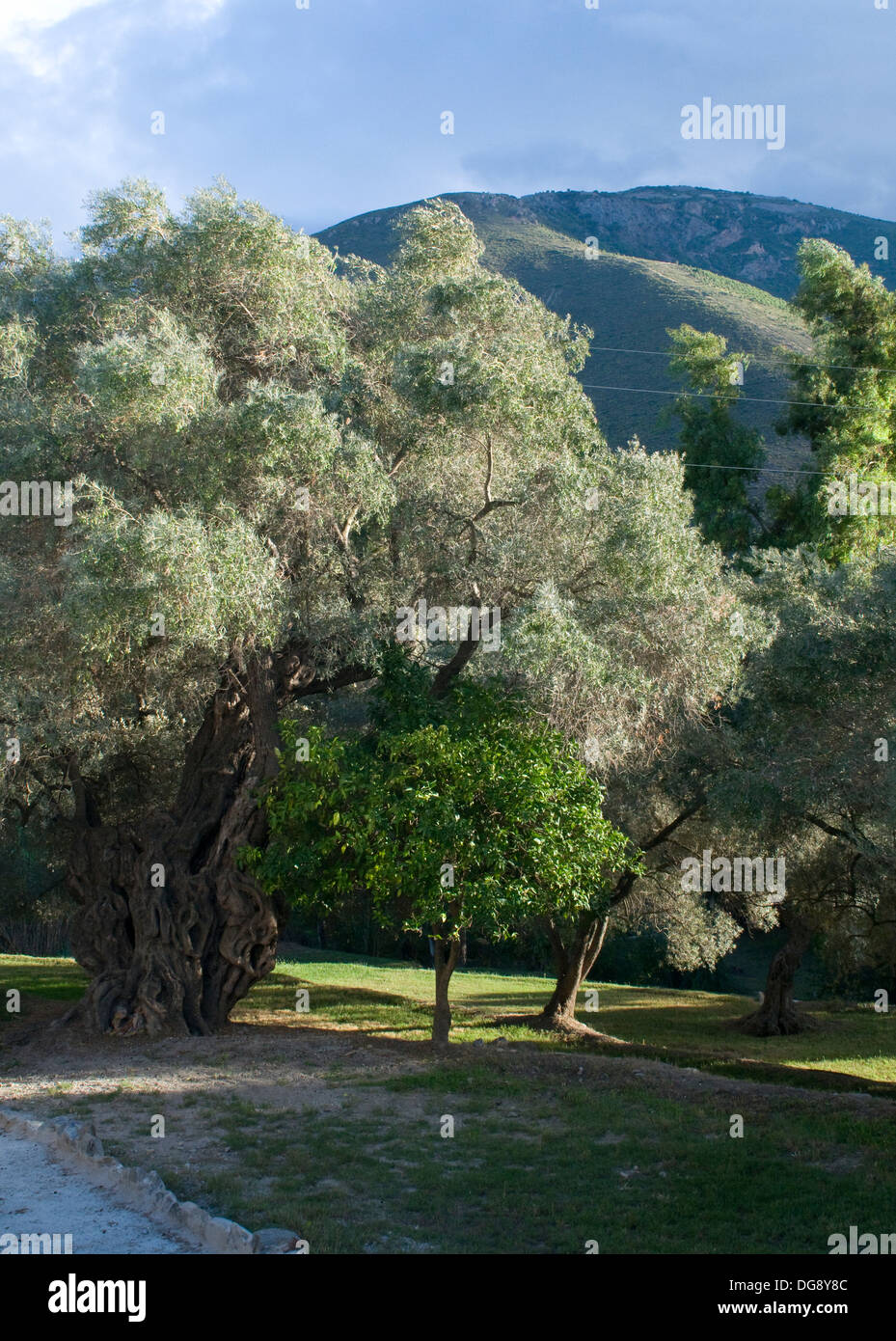 Gnarled tree trunks hi-res stock photography and images - Alamy