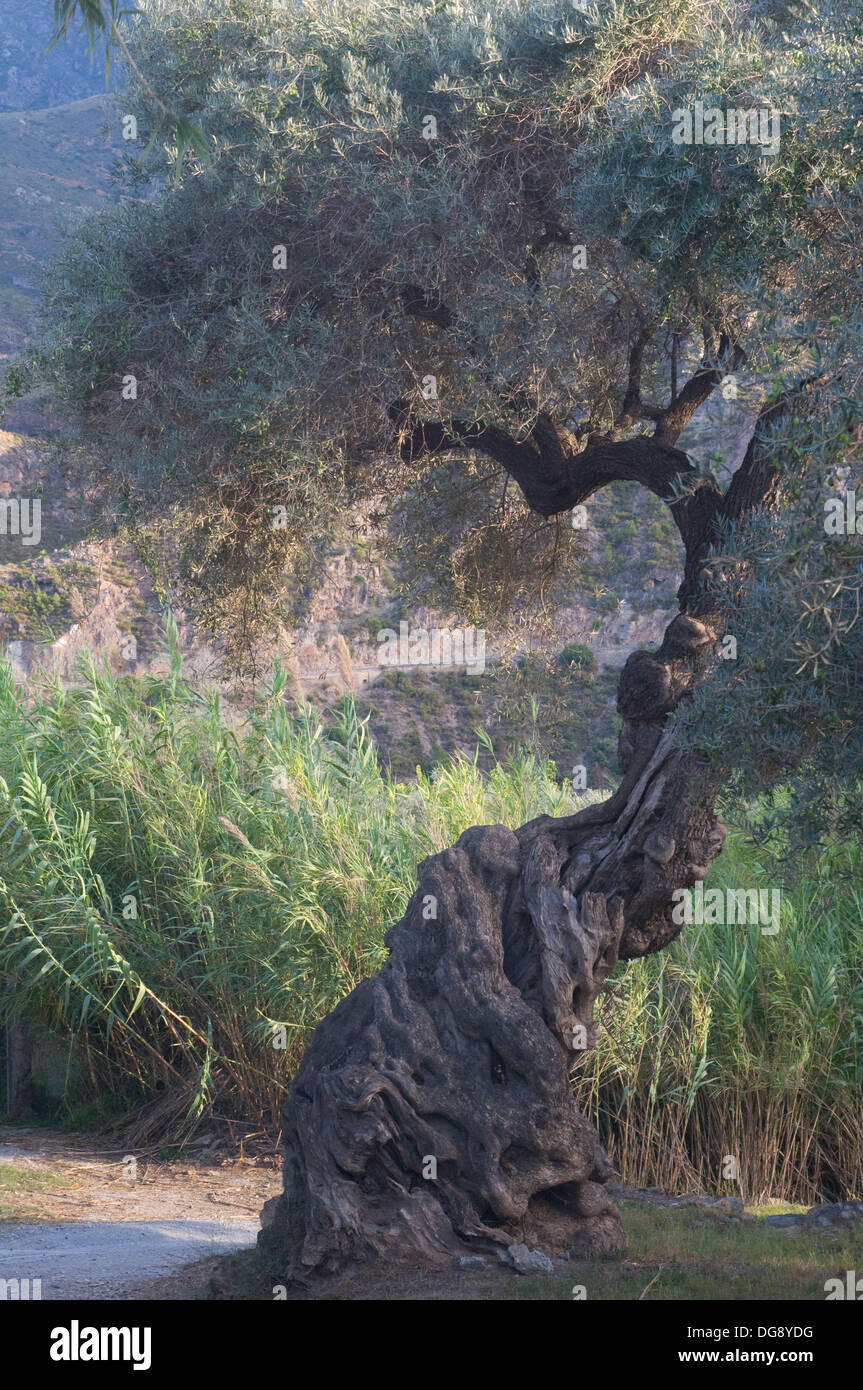 Gnarled olive tree hi-res stock photography and images - Alamy