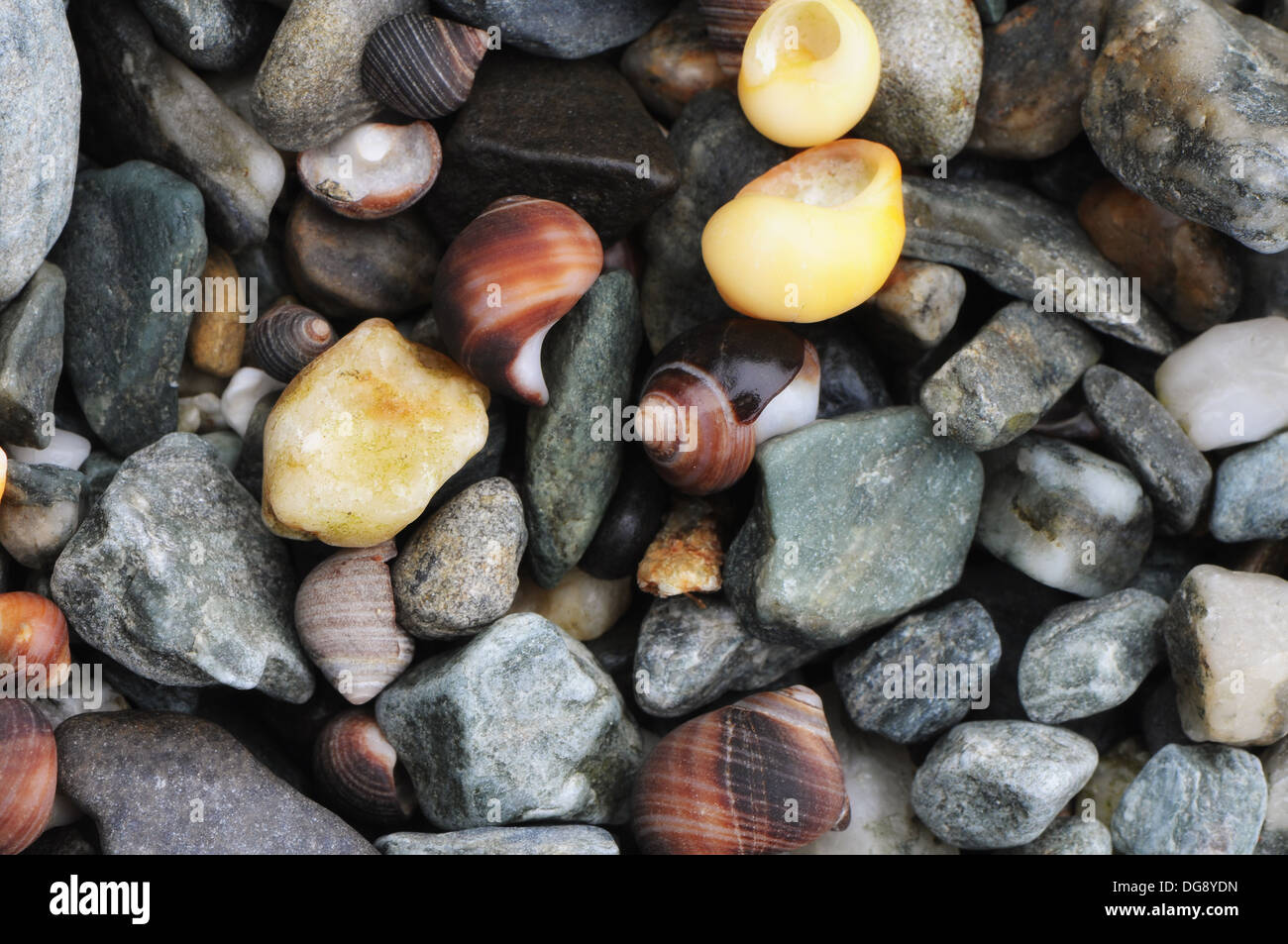 Summer seashells hi-res stock photography and images - Alamy