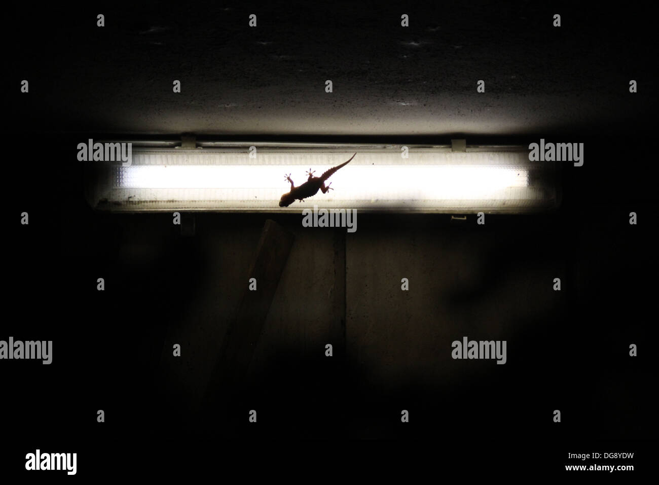 Lizard gecko on strip hi-res stock photography and images - Alamy