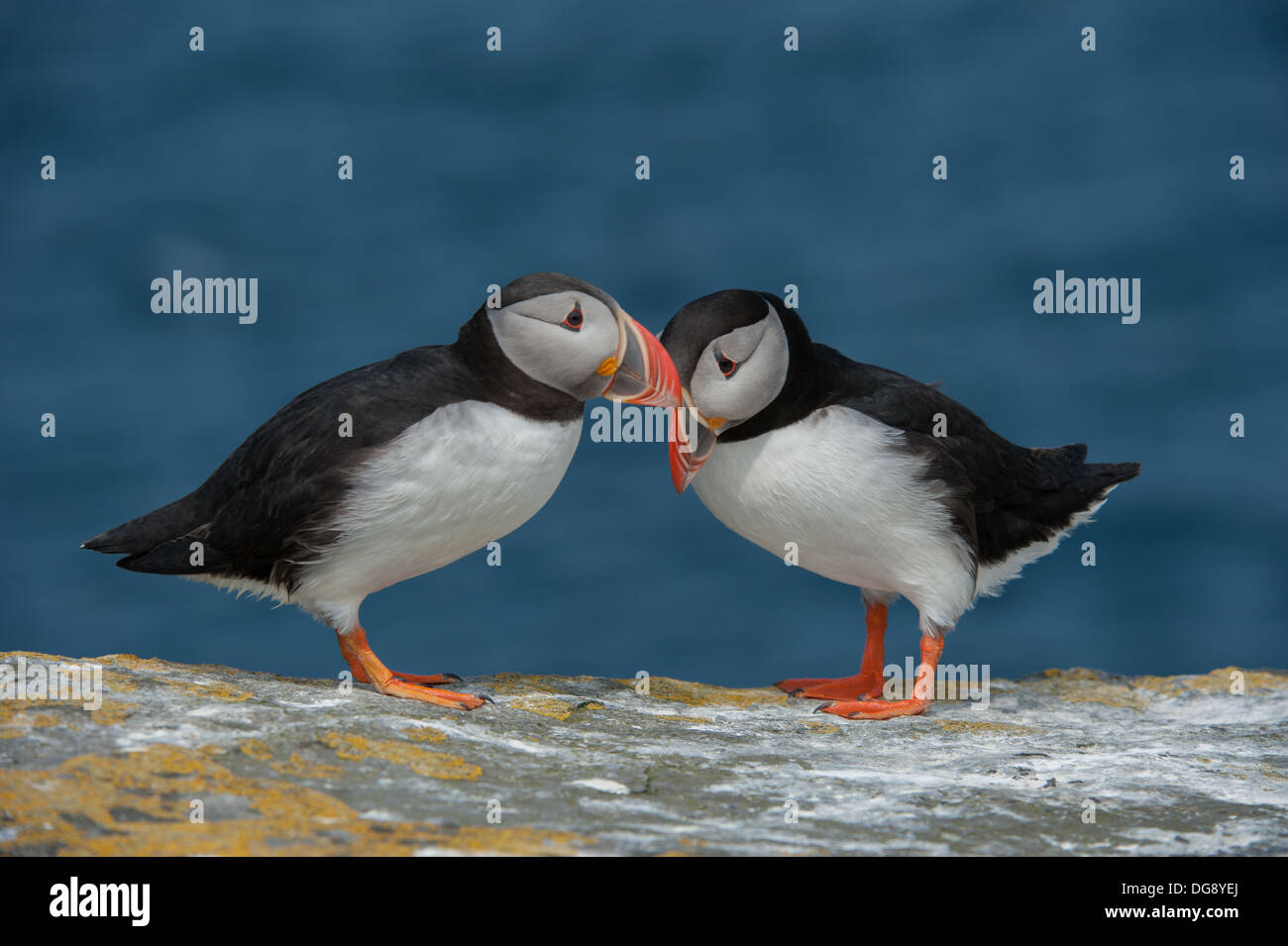 Two puffins (Fratercula arctica) touching bills, bonding, breeding pair ...
