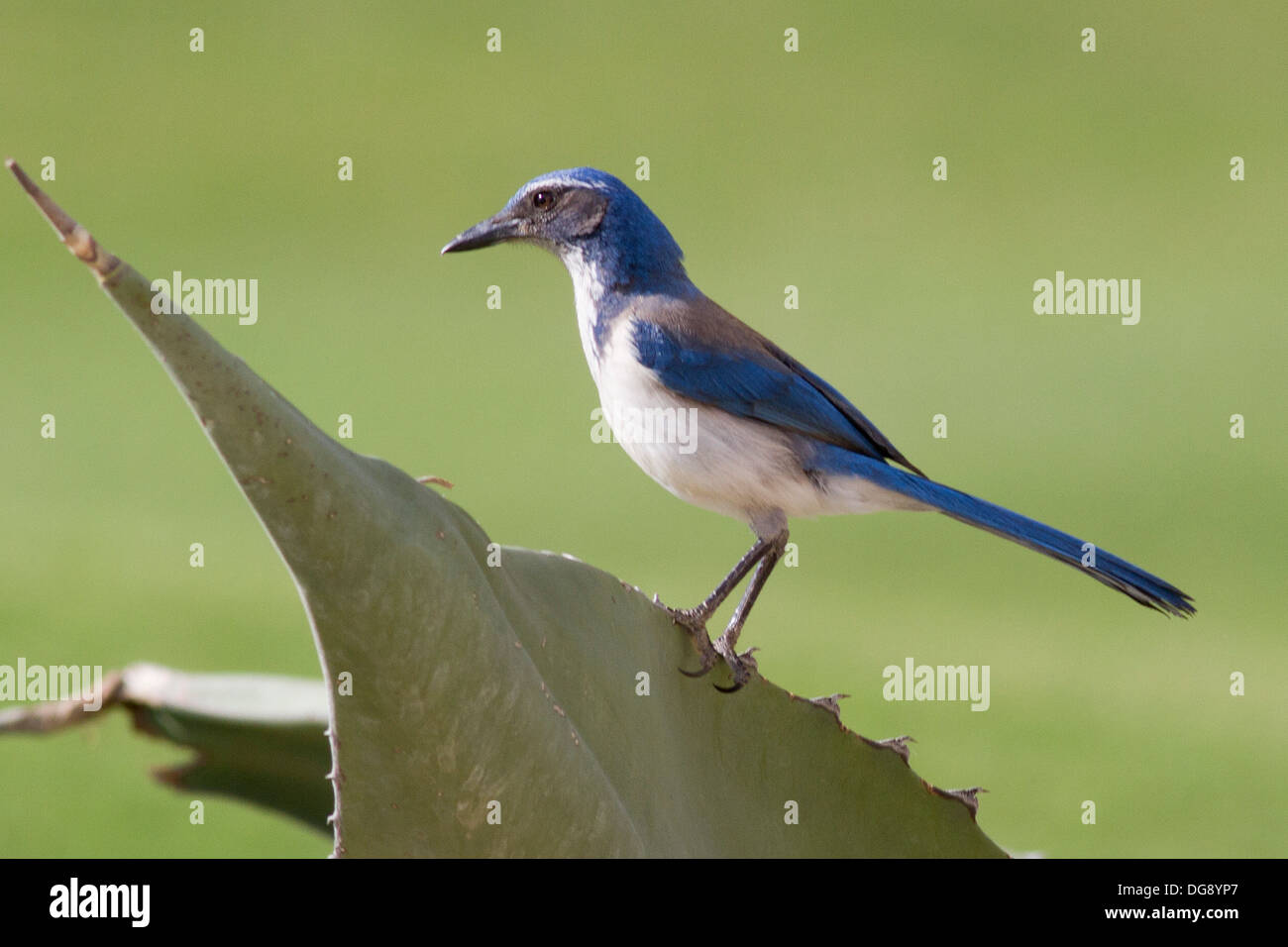 Western Scrub-Jay peched on cactus plant.(Aphelocoma californica).Los ...