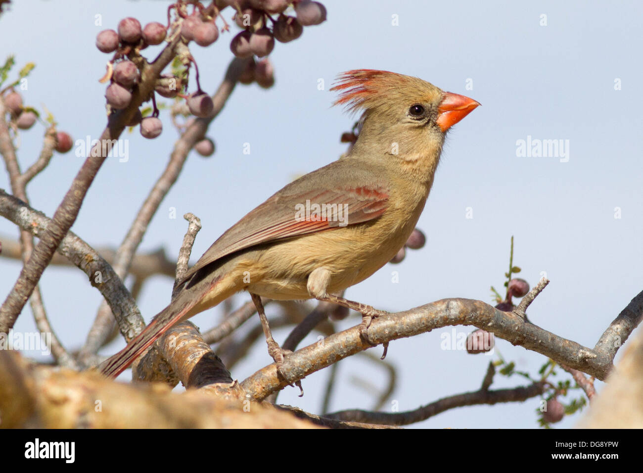 Female Northern Cardinal in tree with berries.(Cardinalis cardinalis ...
