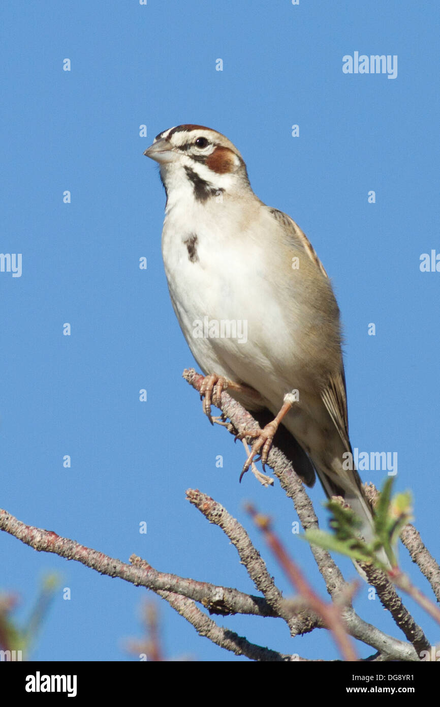 Baja mexico bird watching hi-res stock photography and images - Alamy