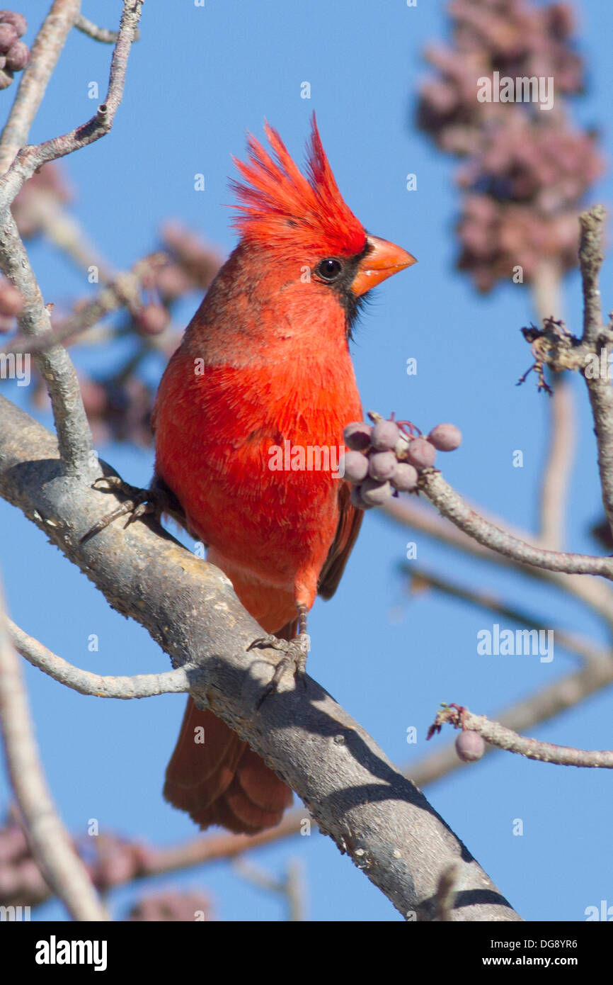 Male Northern Cardinal in tree with berries.(Cardinalis cardinalis).Los ...