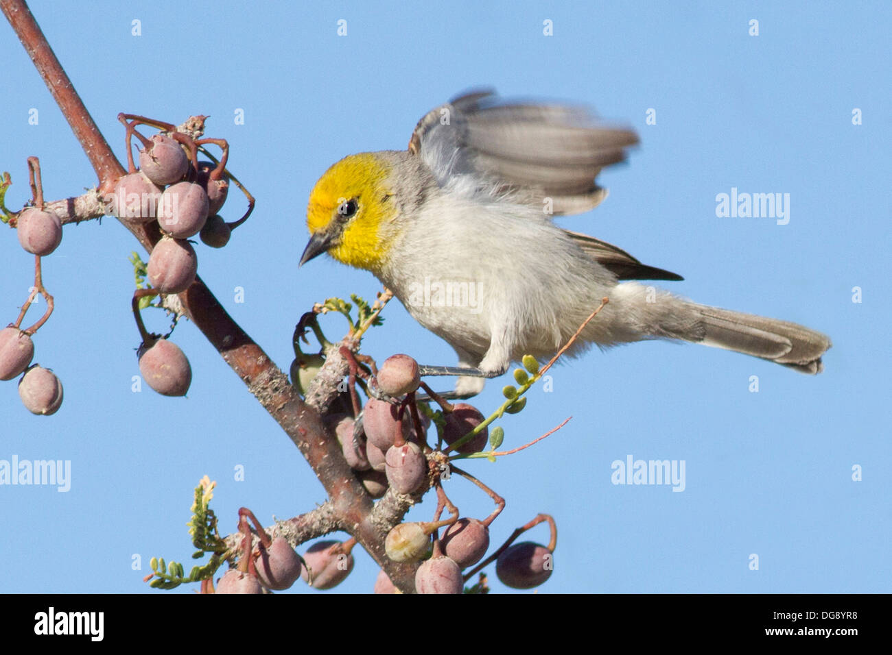 Eat berries bird hi-res stock photography and images - Alamy