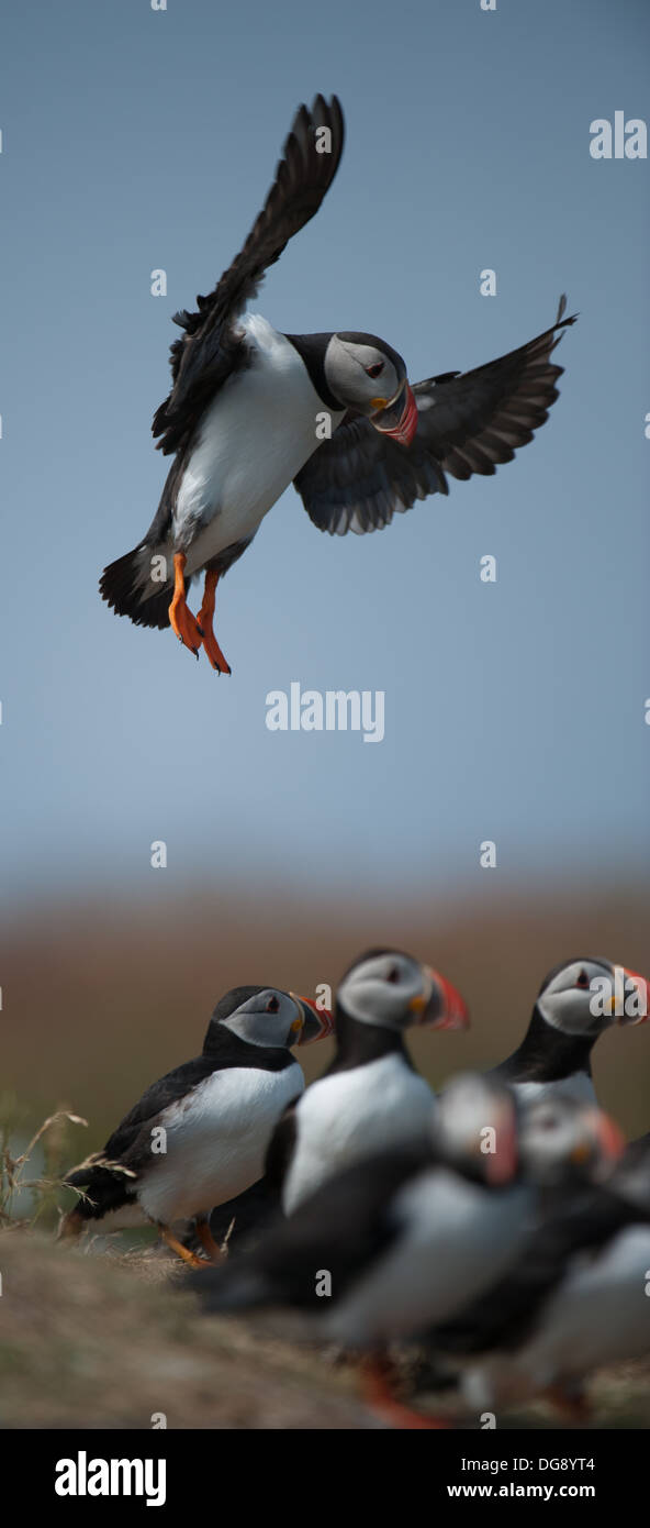 Atlantic puffin coming in to land Stock Photo - Alamy