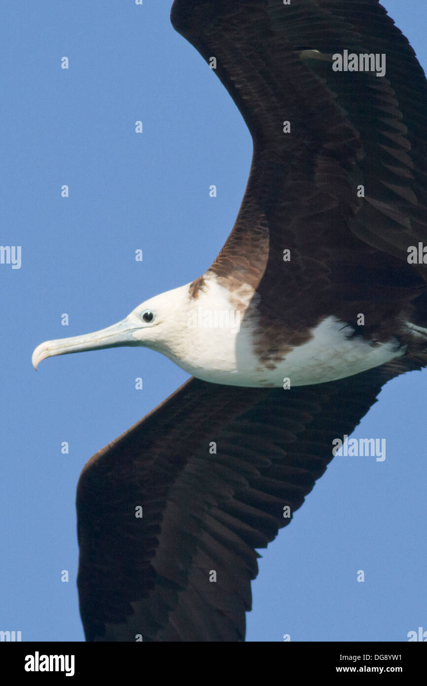Magnificent Frigatebird in flight closeup .(Fregata magnificens).Los ...