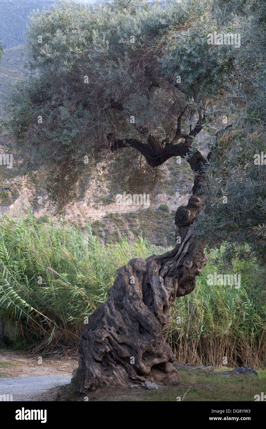 Ancient gnarled Olive tree stood above the River Guadalfeo in Orgive ...