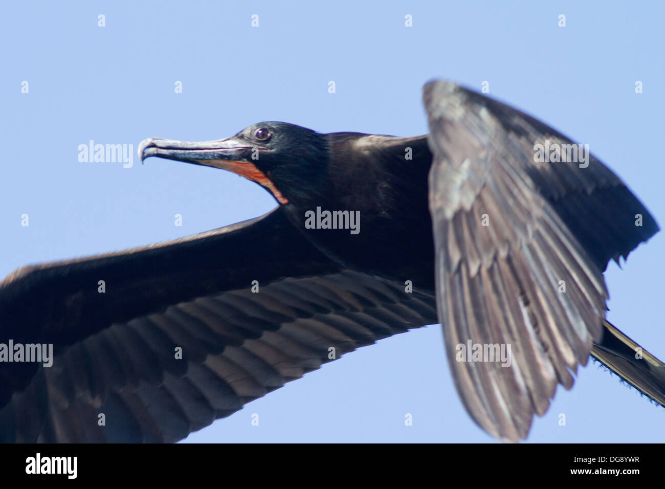 Mature male Magnificent Frigatebird in flight closeup .(Fregata ...