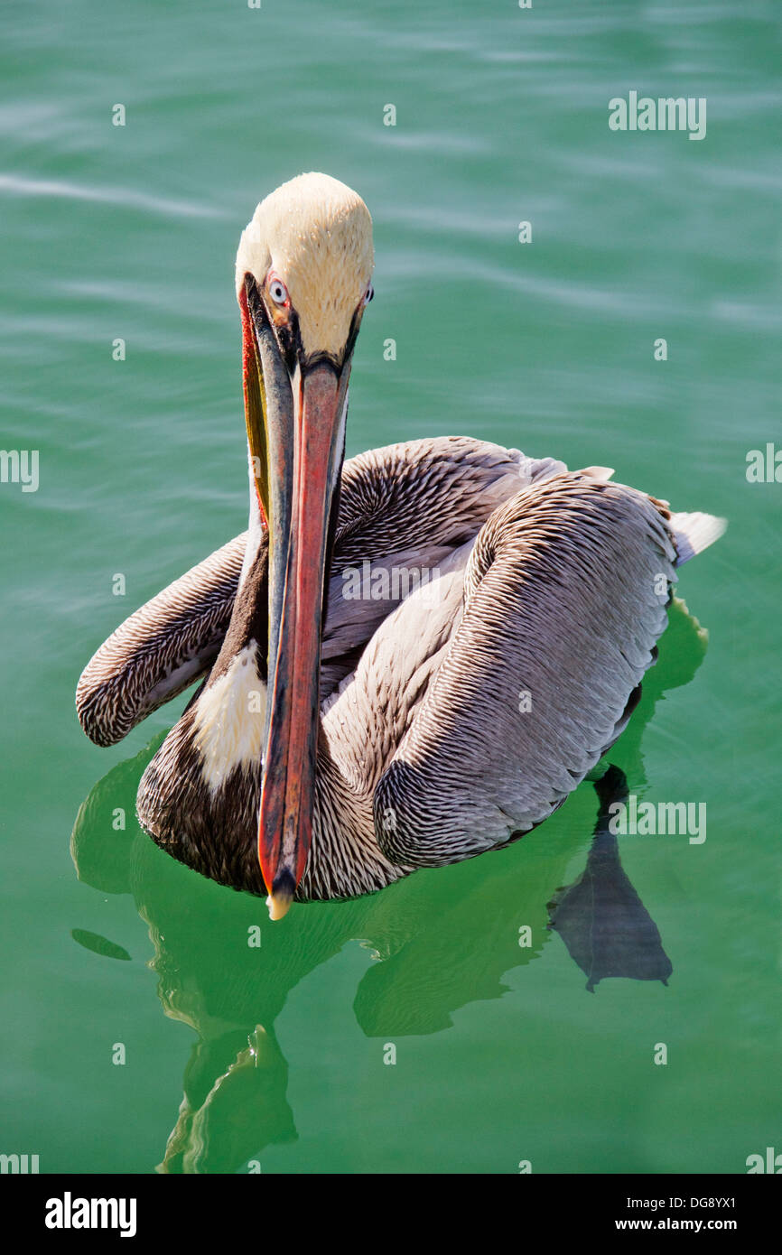 Brown pelican in breeding colors hi-res stock photography and images ...