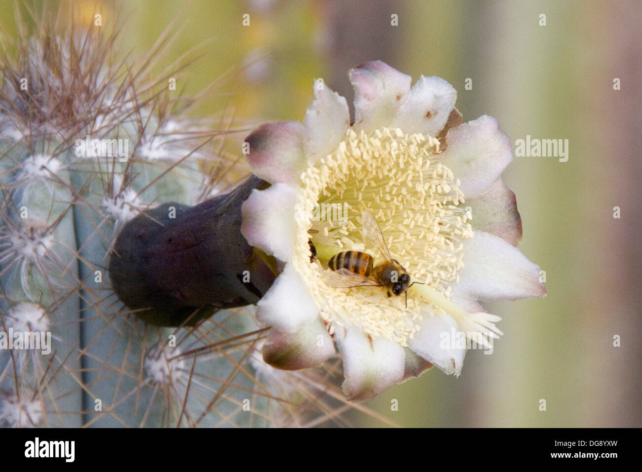 Bee inside a cactus flower pollenating it.Los Cabos,Mexico Stock Photo ...