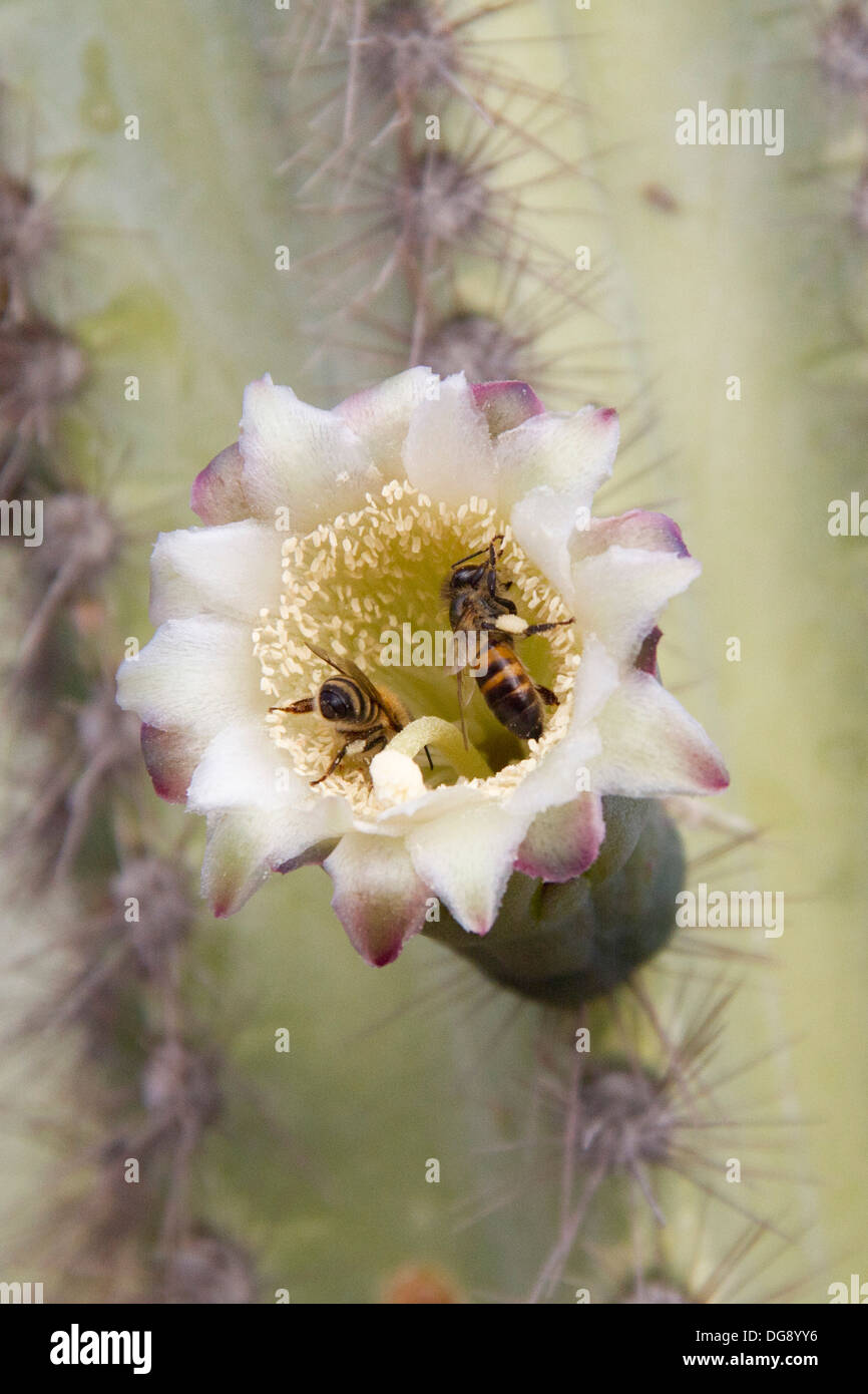 Bees inside a cactus flower with pollen on their legs.Los Cabos,Mexico ...