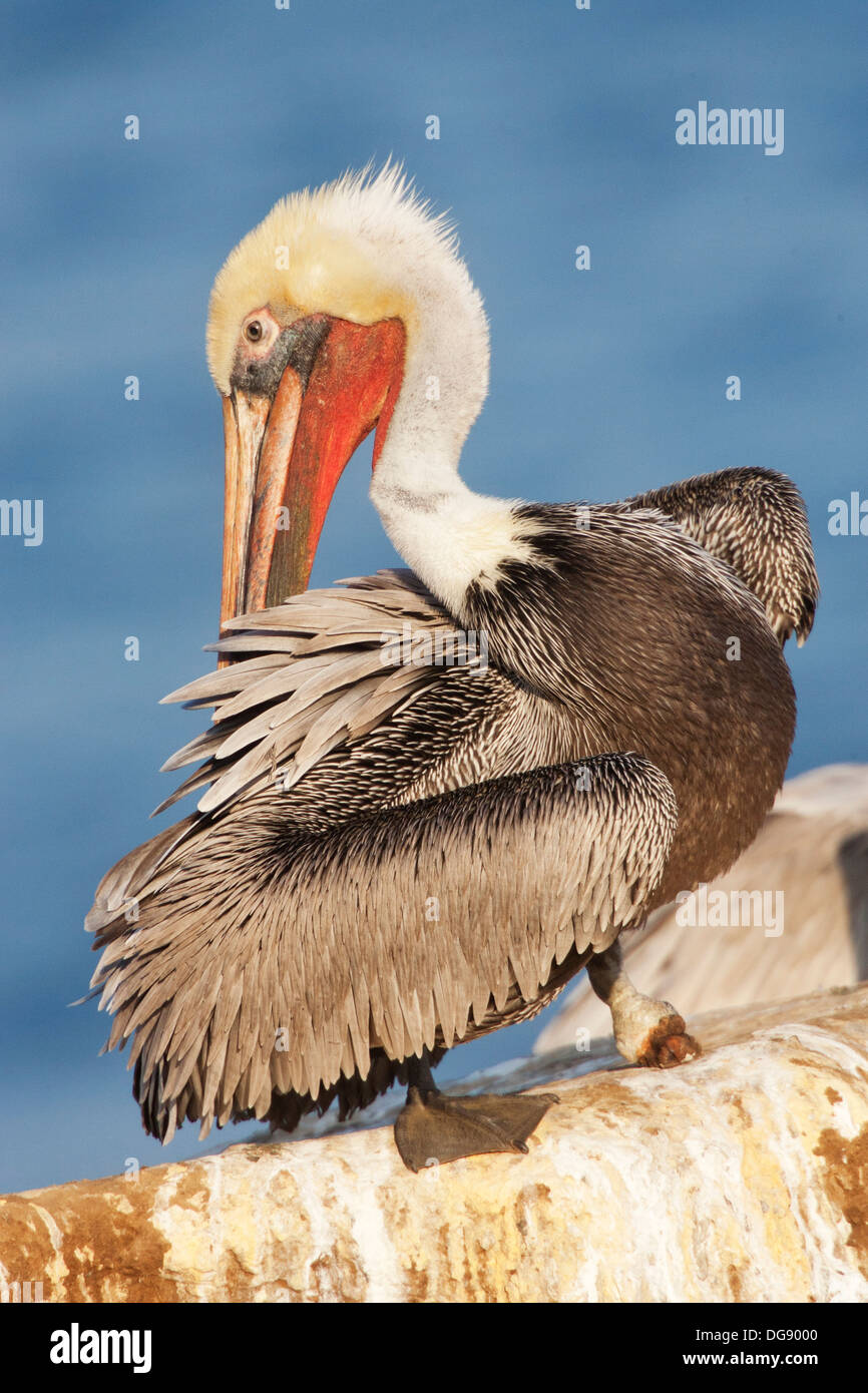 Brown Pelican in full breeding colors grooming.(Pelecanus occidentalis ...