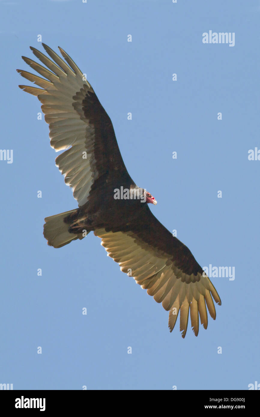 Northern bird species hi-res stock photography and images - Alamy