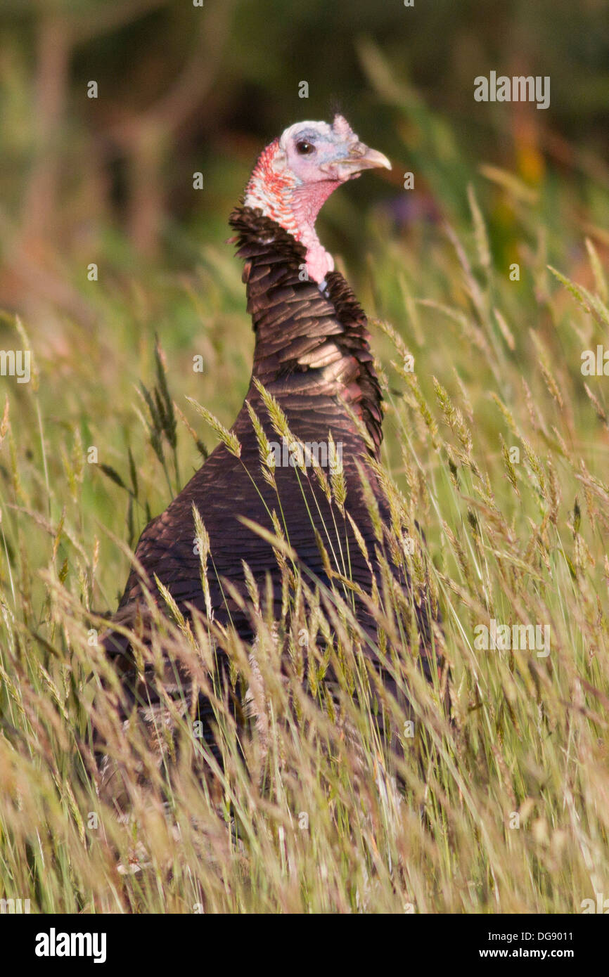 Hides animals wild hi-res stock photography and images - Alamy